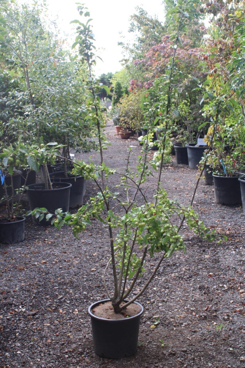 Malus ‘Evereste’ - Multi-stem tree - Form Plants